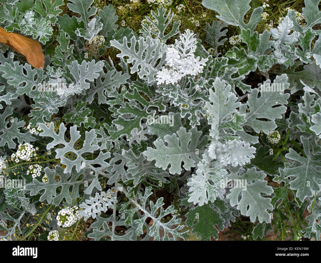 Senecio cineraria "Silver Dust" shrub in autumn Stock Photo - Alamy