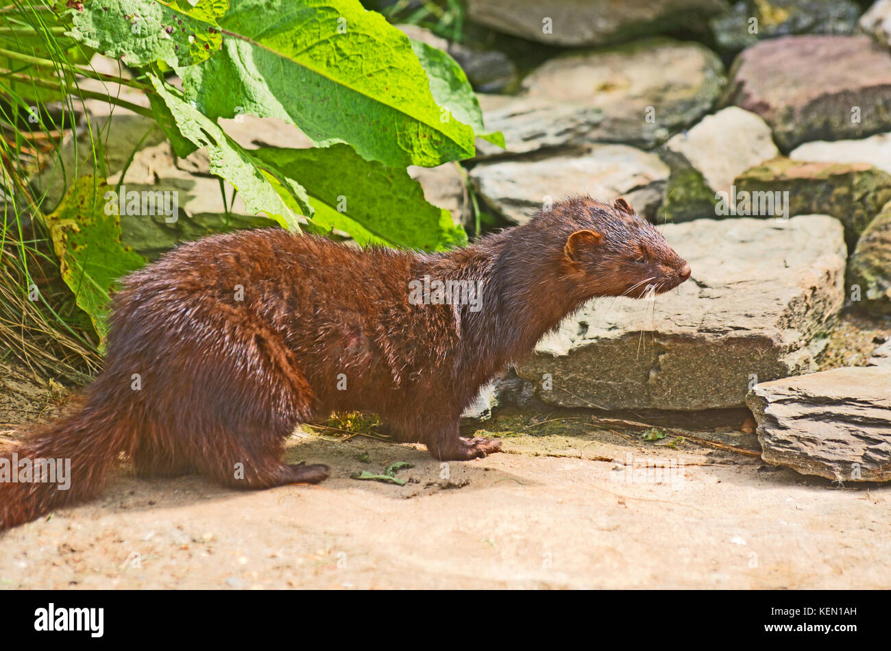 American Mink, Neovison Vison, Surrey, Captive Stock Photo - Alamy