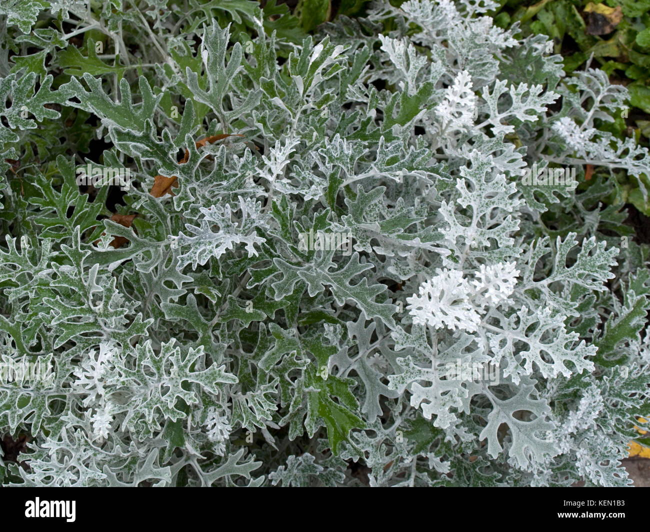 Senecio cineraria 'silverdust' hi-res stock photography and images - Alamy