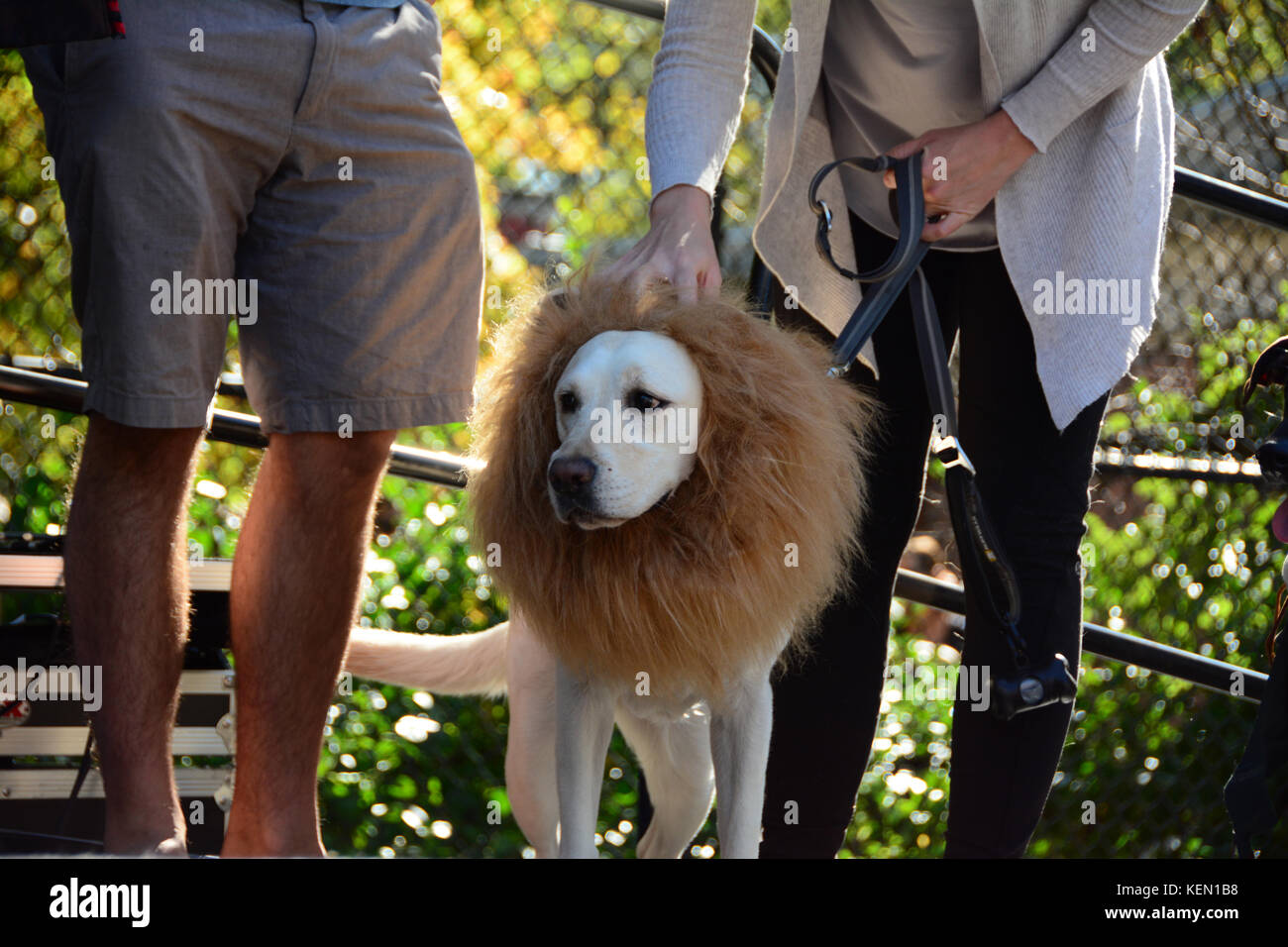 Lion mane costumes hi-res stock photography and images - Alamy