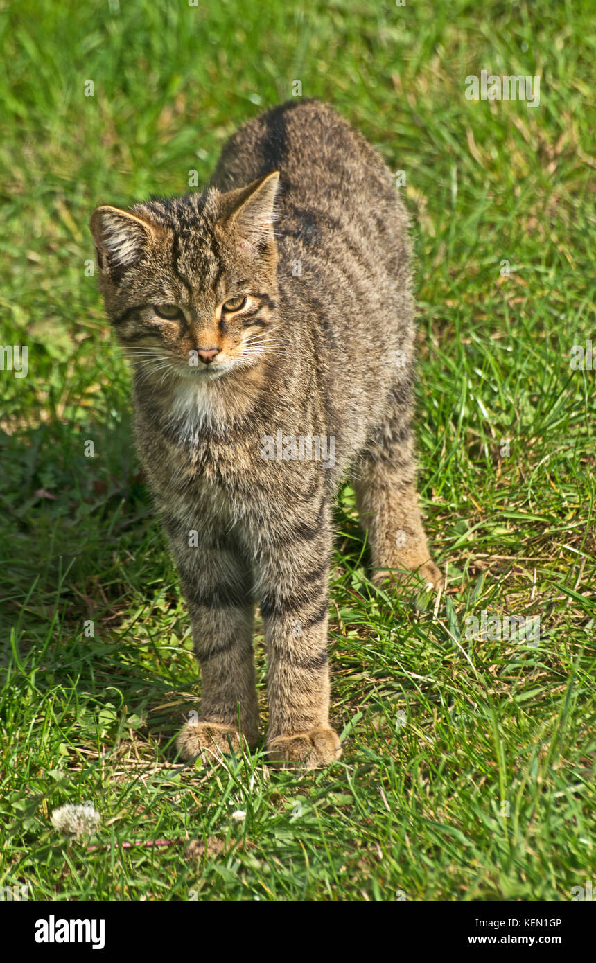 Scottish Wild Cat Kitten, Felix Svlvestris, Scotland, Captive Stock ...