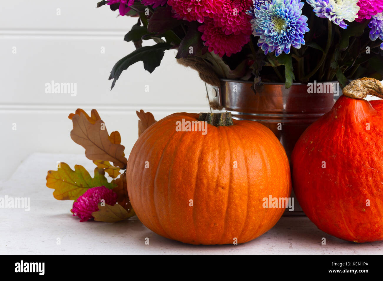 bouquet of pink and blue chrysanthemum flowers with two pumpkins close ...