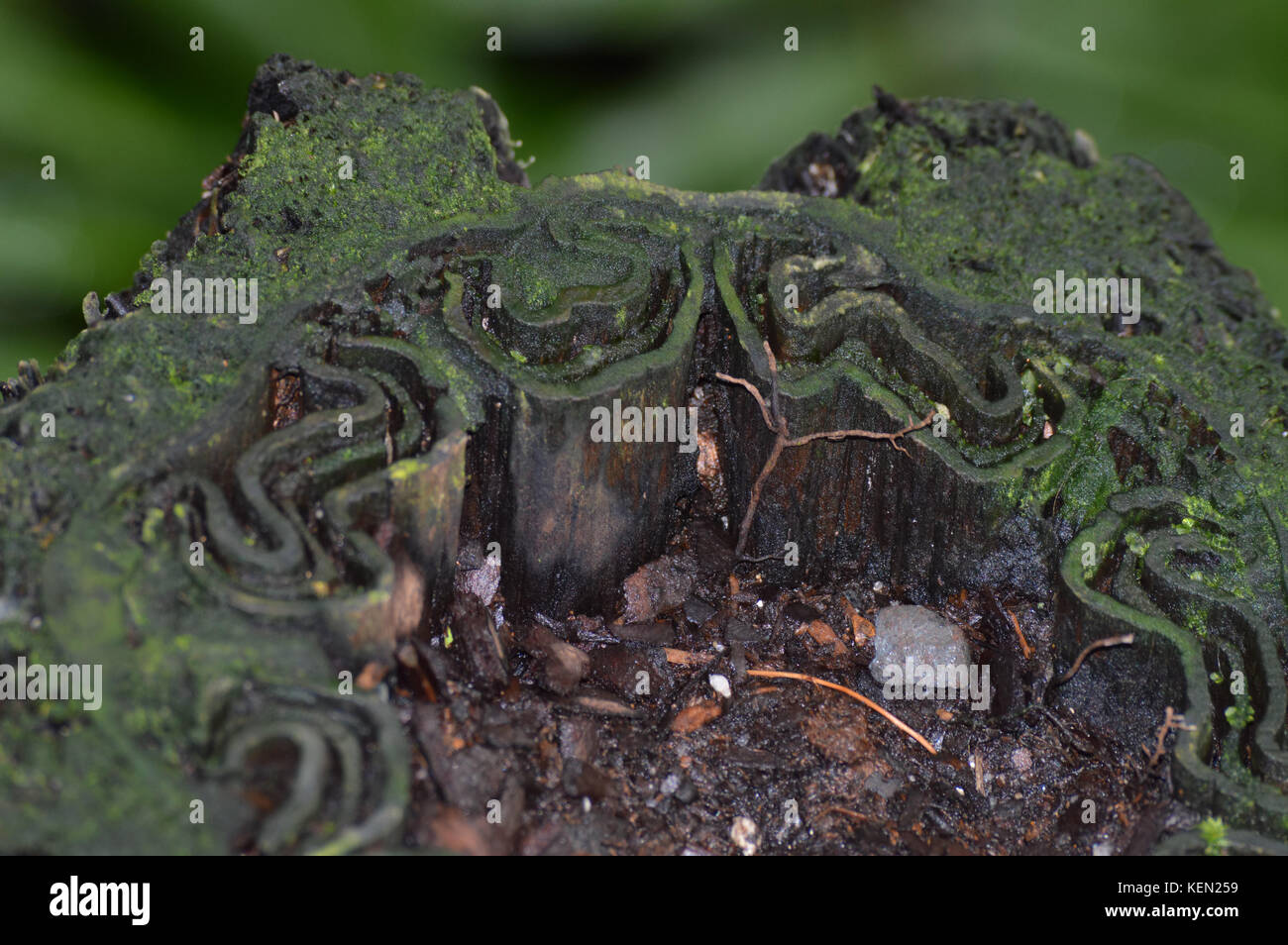 Inside of a tree trunk Stock Photo - Alamy