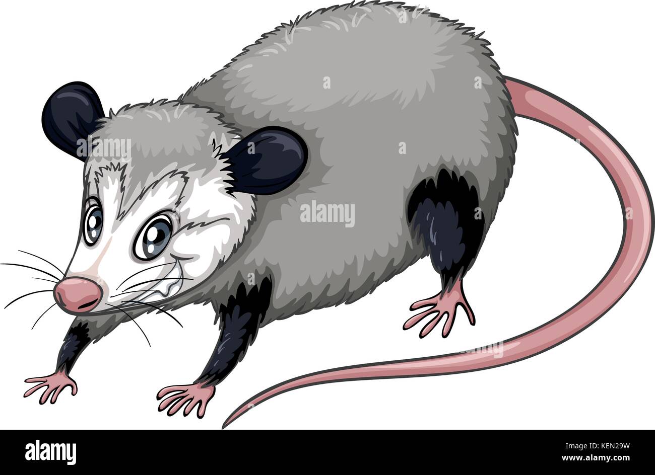 Cute opossum cartoon Stock Vector Images - Alamy