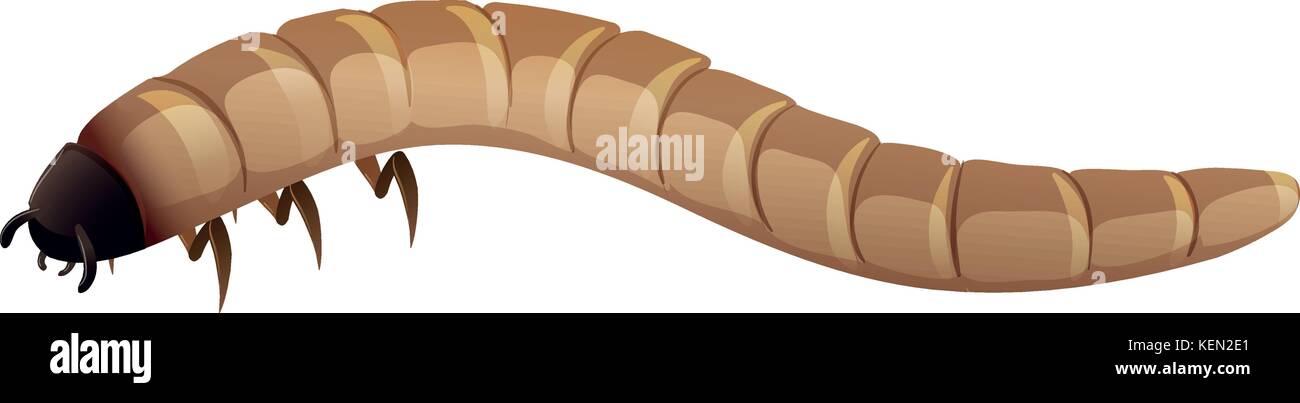 Brown pupae Stock Vector Images - Alamy