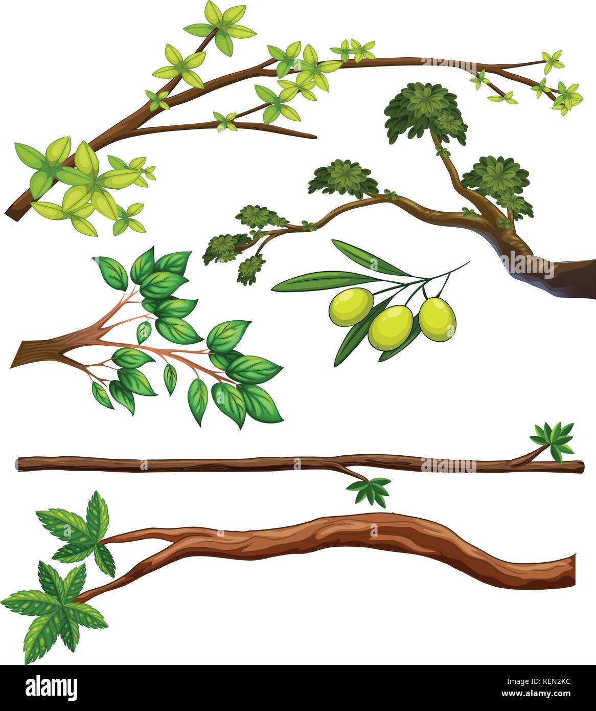 Illustration of different type of branches Stock Vector Image & Art - Alamy
