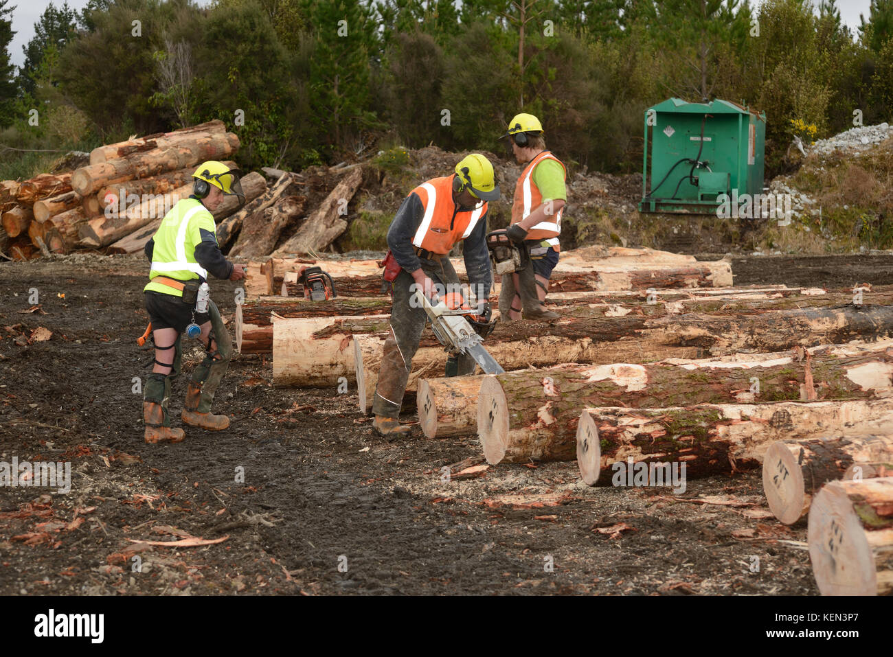 KUMARA, NEW ZEALAND; SEPTEMBER 20, 2017: Forestry workers trim logs at ...