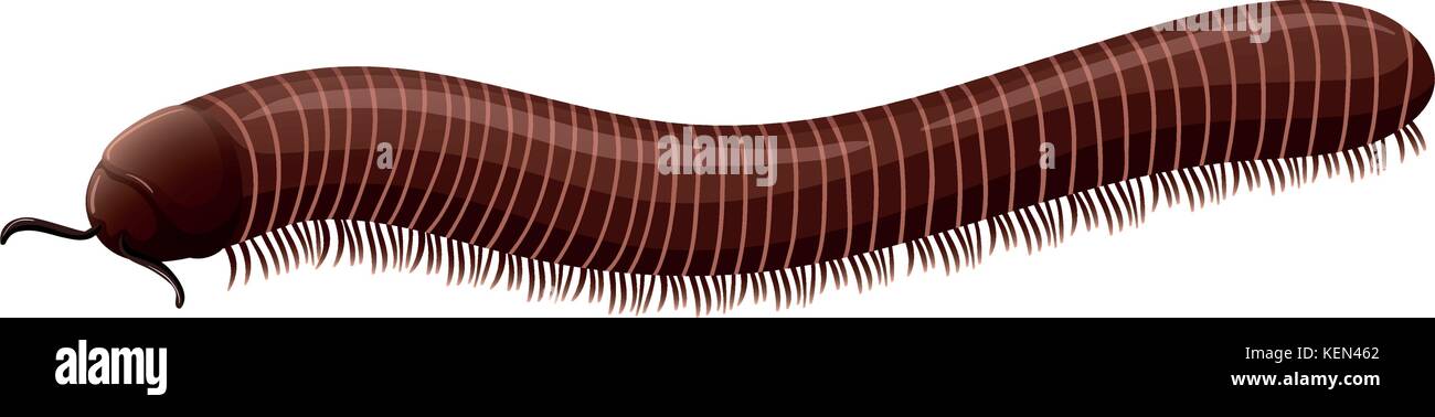 Illustration of a small millipede Stock Vector Image & Art - Alamy