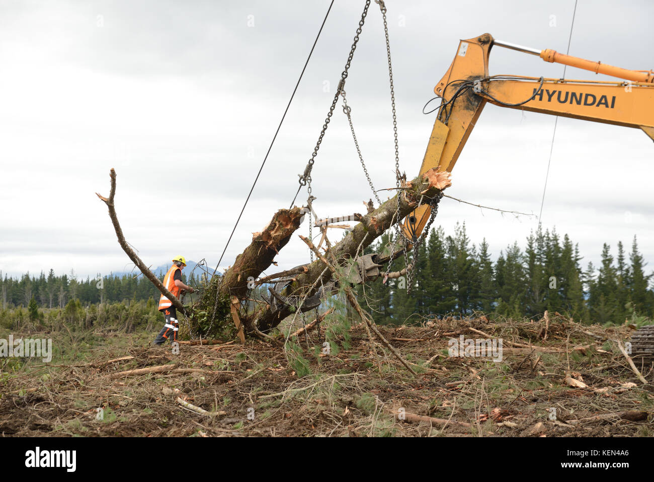 KUMARA, NEW ZEALAND, SEPTEMBER 20, 2017: A forestry worker removes the ...