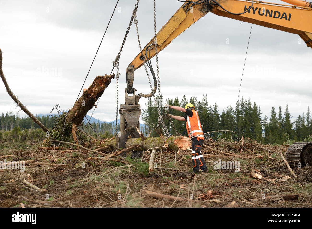 KUMARA, NEW ZEALAND; SEPTEMBER 20, 2017: A forestry worker removes ...