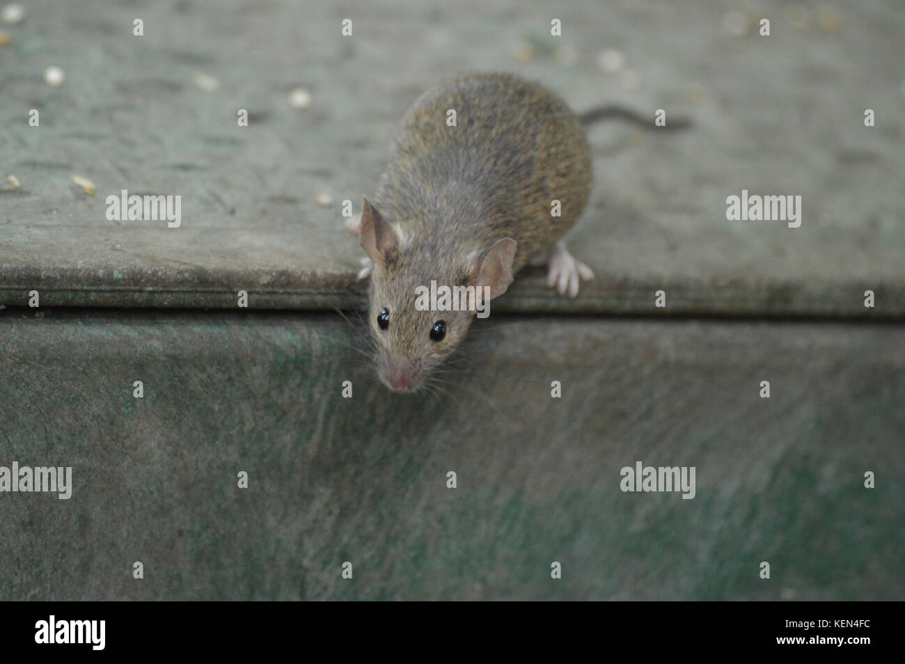Rodent eye hi-res stock photography and images - Alamy