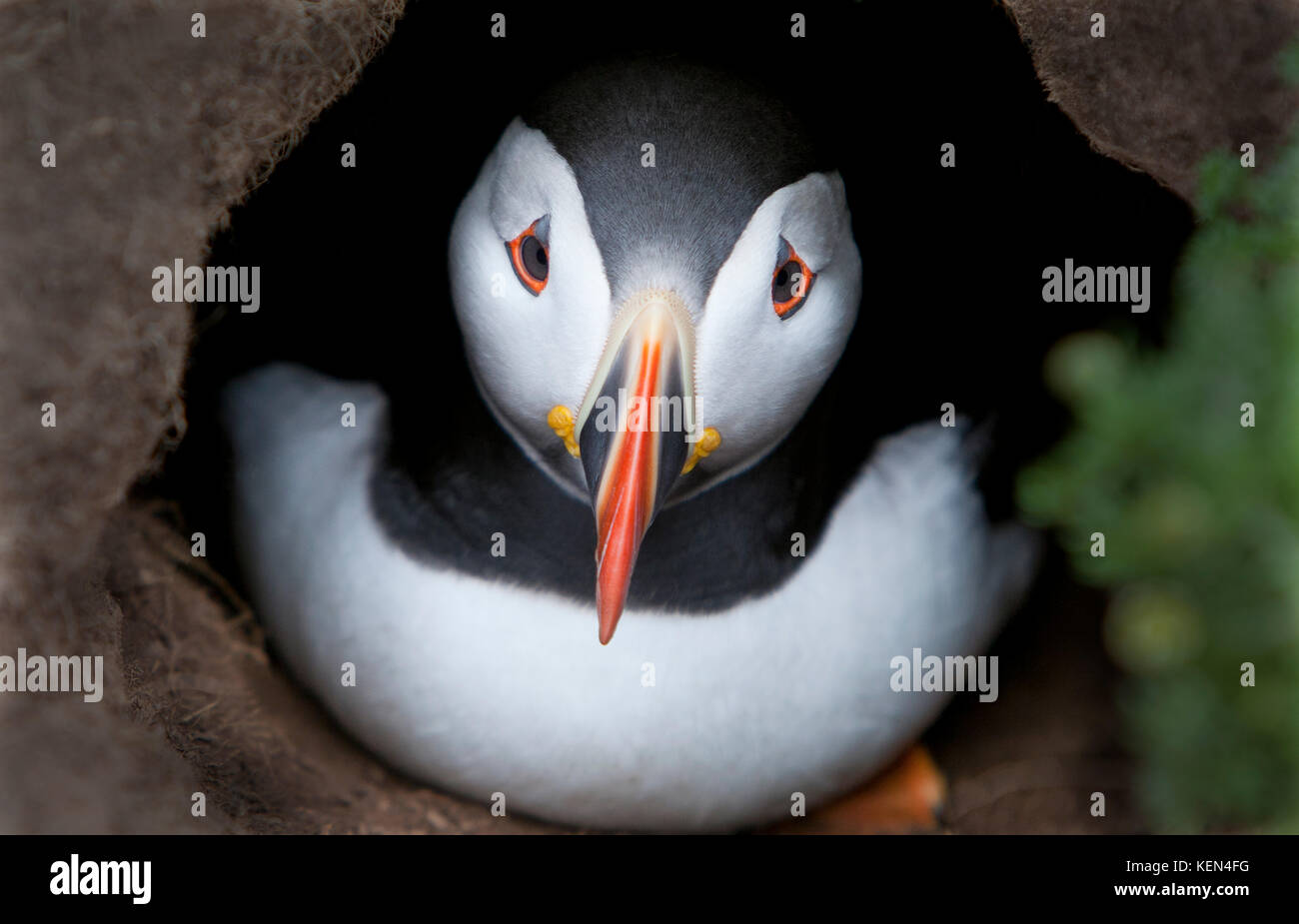 Atlantic Puffin at the entrance of its nesting burrow on Skomer Island ...