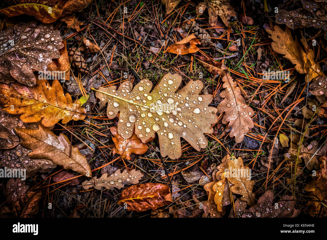 Fallen oak leaves. Autumn.fallen oak leaves,fallen autumn leaves,deep ...