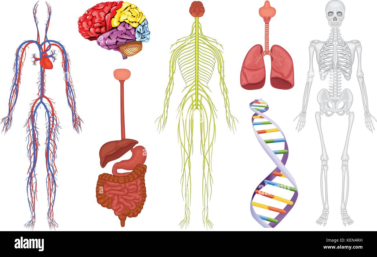 Human lungs heart on Stock Vector Images - Alamy