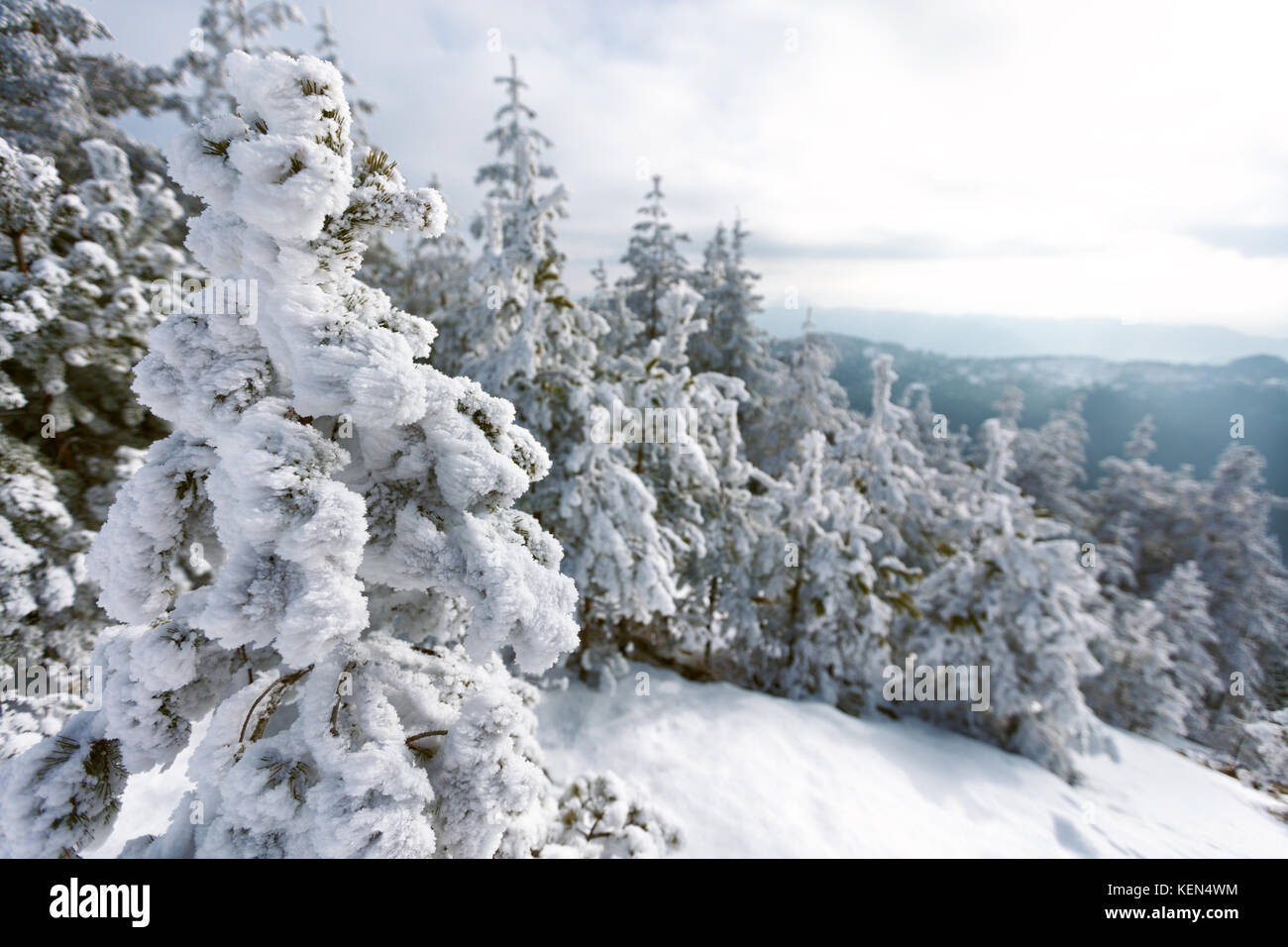 Wonderful winter landscape on mountain with snowy firs under snow cover ...