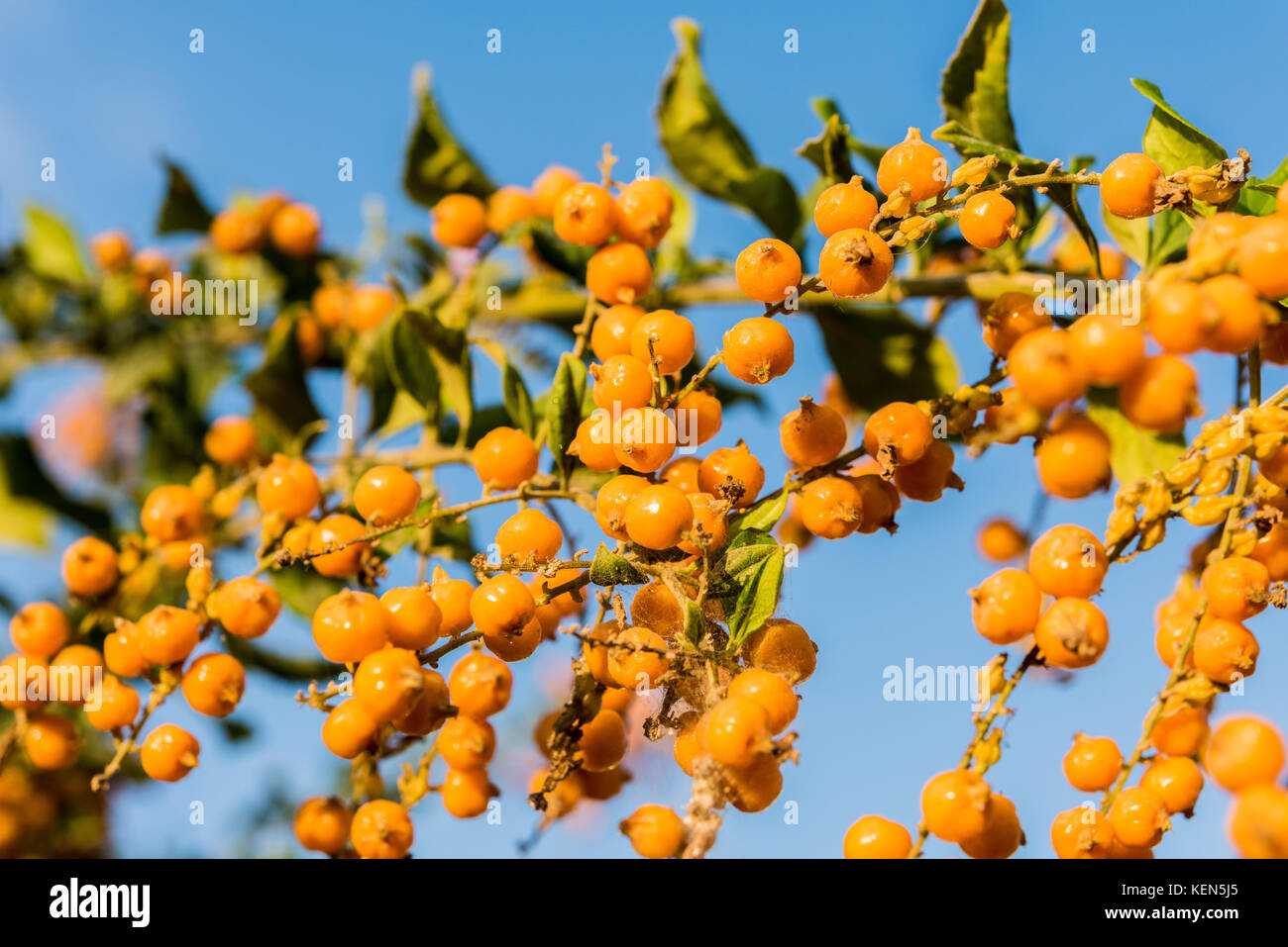 Yellow wild berries and green leaves on a blue background Stock Photo ...