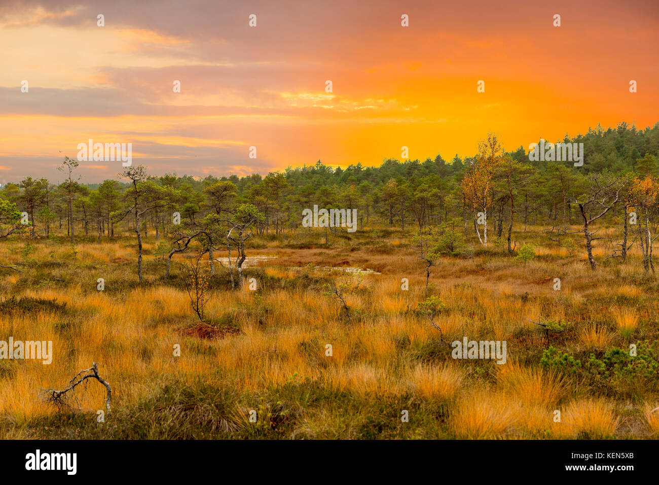 Dramatic red sunset over swamp, beautiful landscape Stock Photo - Alamy