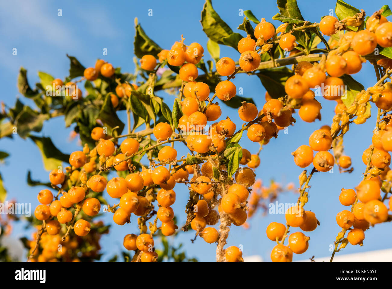 Yellow wild berries and green leaves on a blue background Stock Photo ...