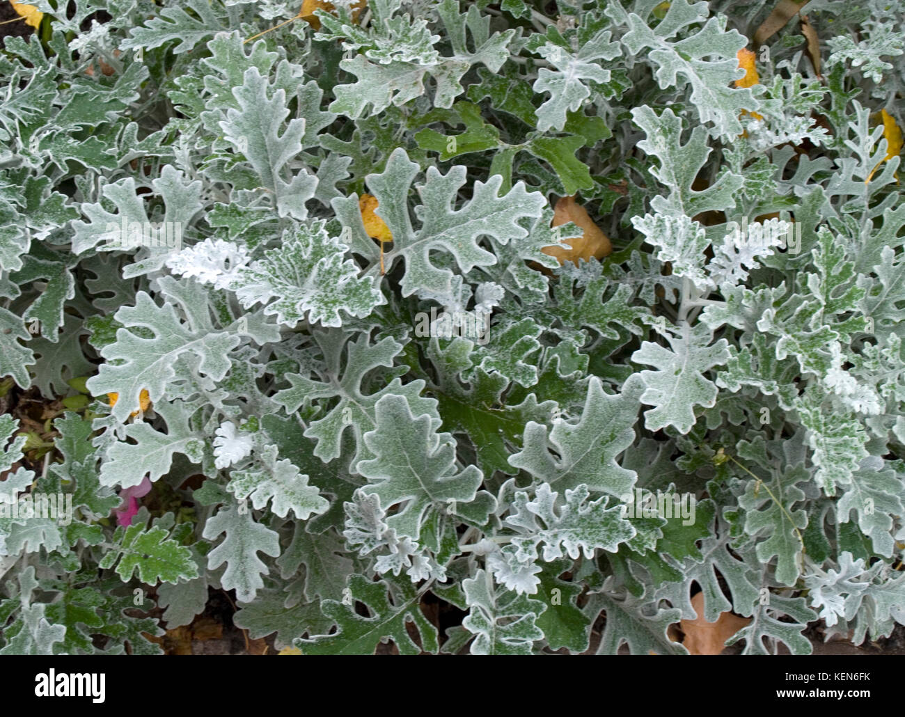 Senecio cineraria "Silver Dust" shrub in autumn Stock Photo - Alamy