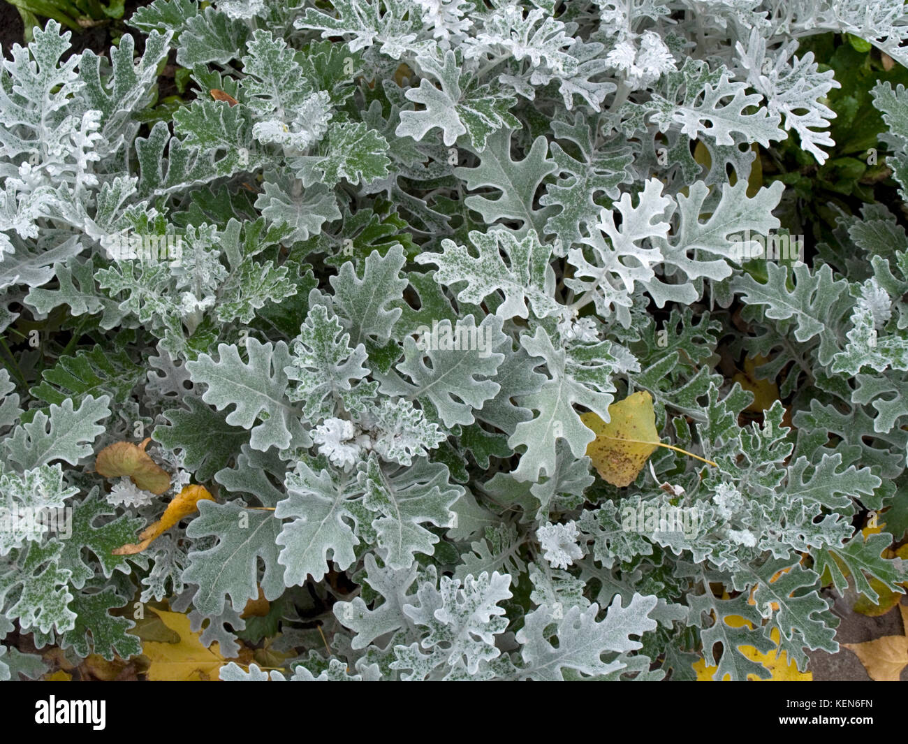 Senecio cineraria 'silverdust' hi-res stock photography and images - Alamy