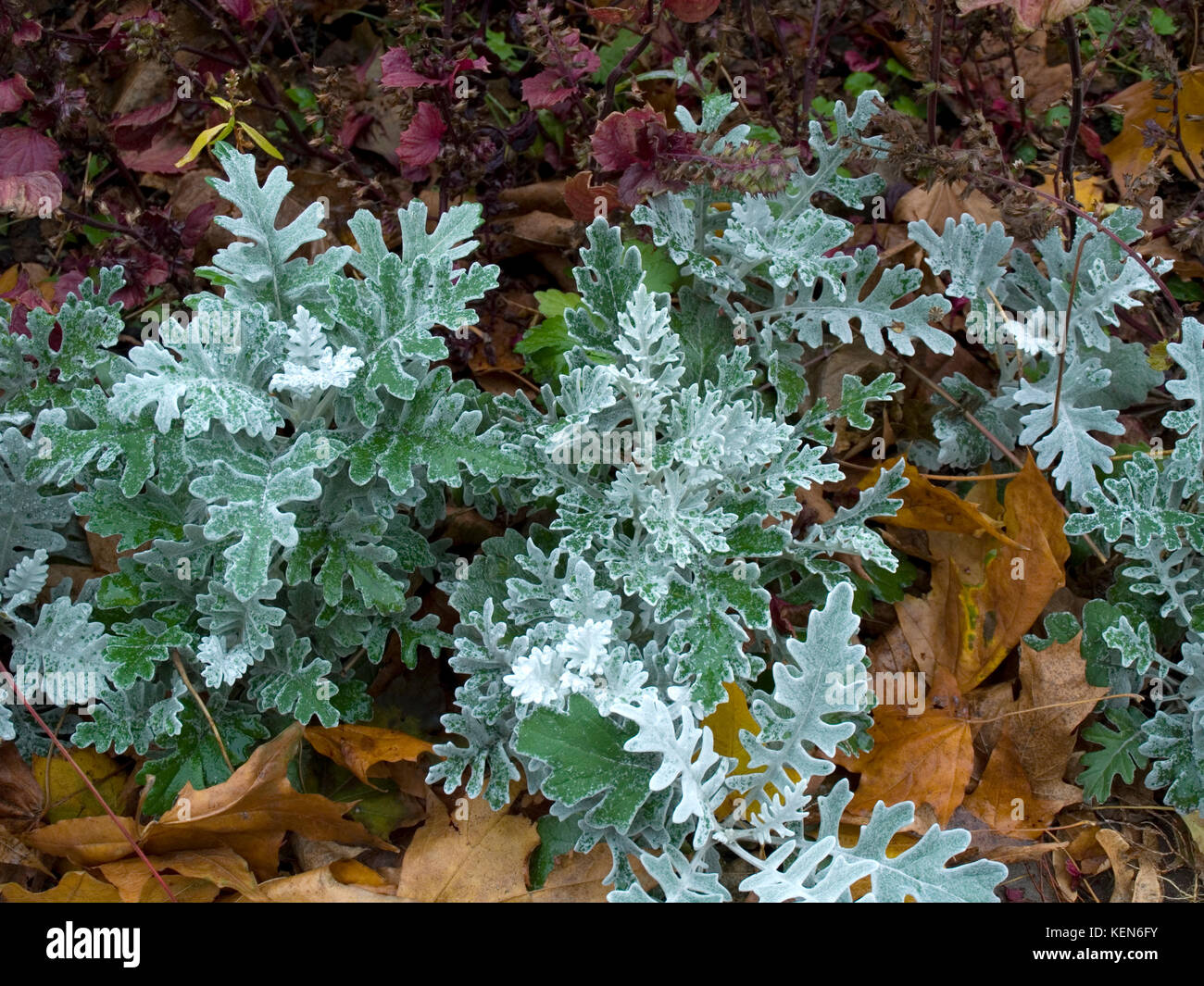 Senecio cineraria "Silver Dust" shrub in autumn Stock Photo - Alamy