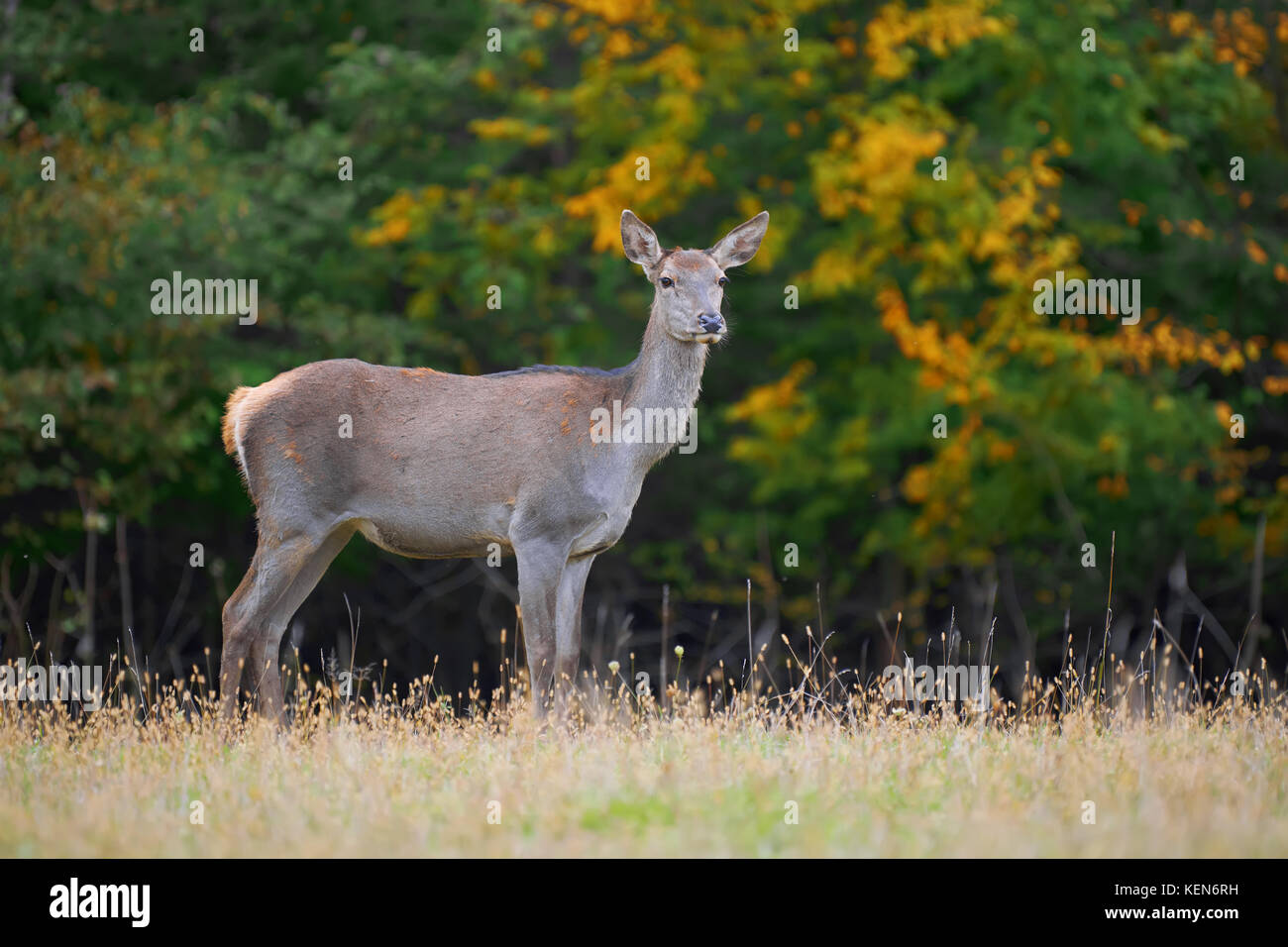 Stag in its natural environment hi-res stock photography and images - Alamy