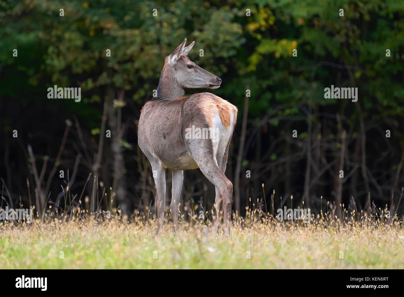 Stag in its natural environment hi-res stock photography and images - Alamy