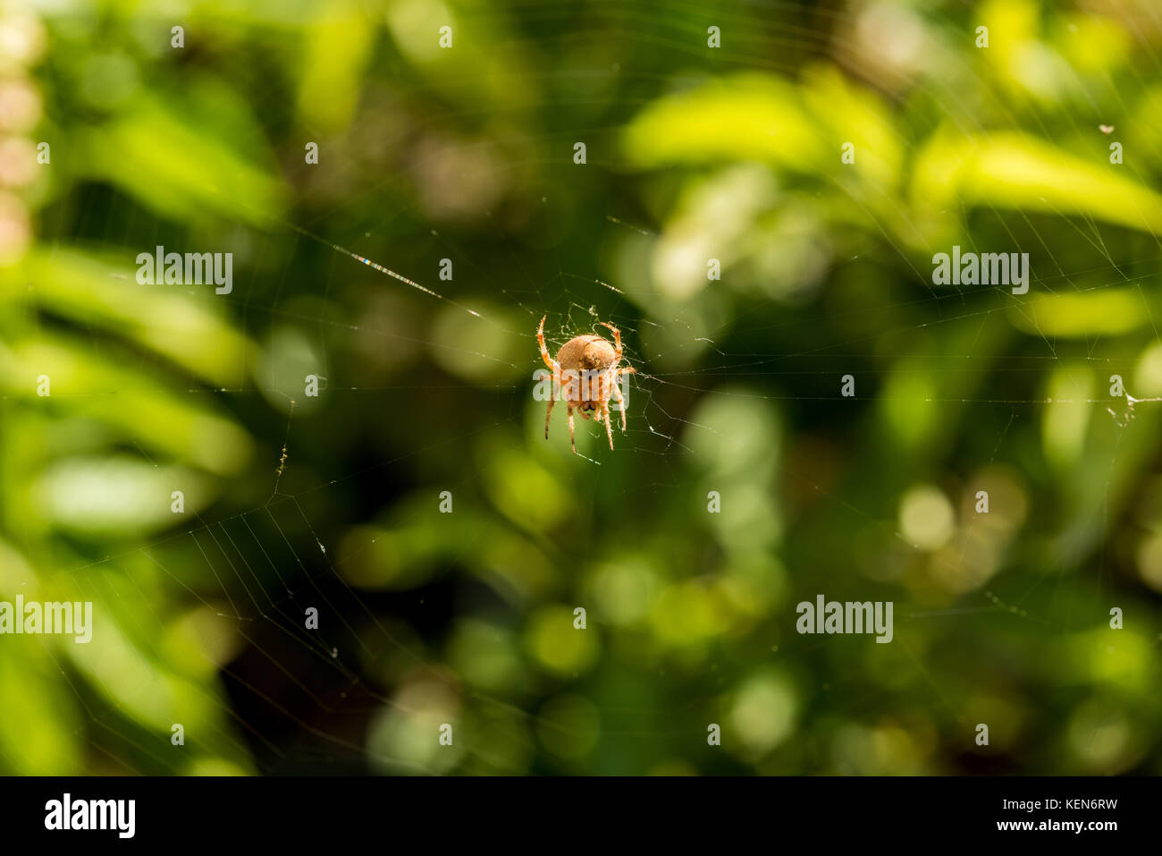 Spider in circular net hi-res stock photography and images - Alamy