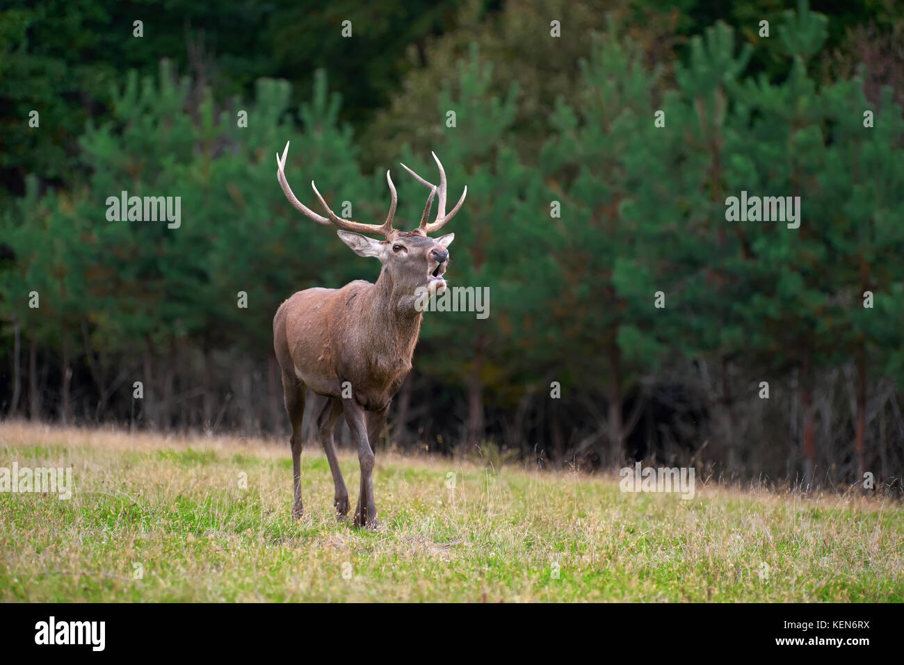 Portrait of majestic powerful adult red deer stag in the natural ...