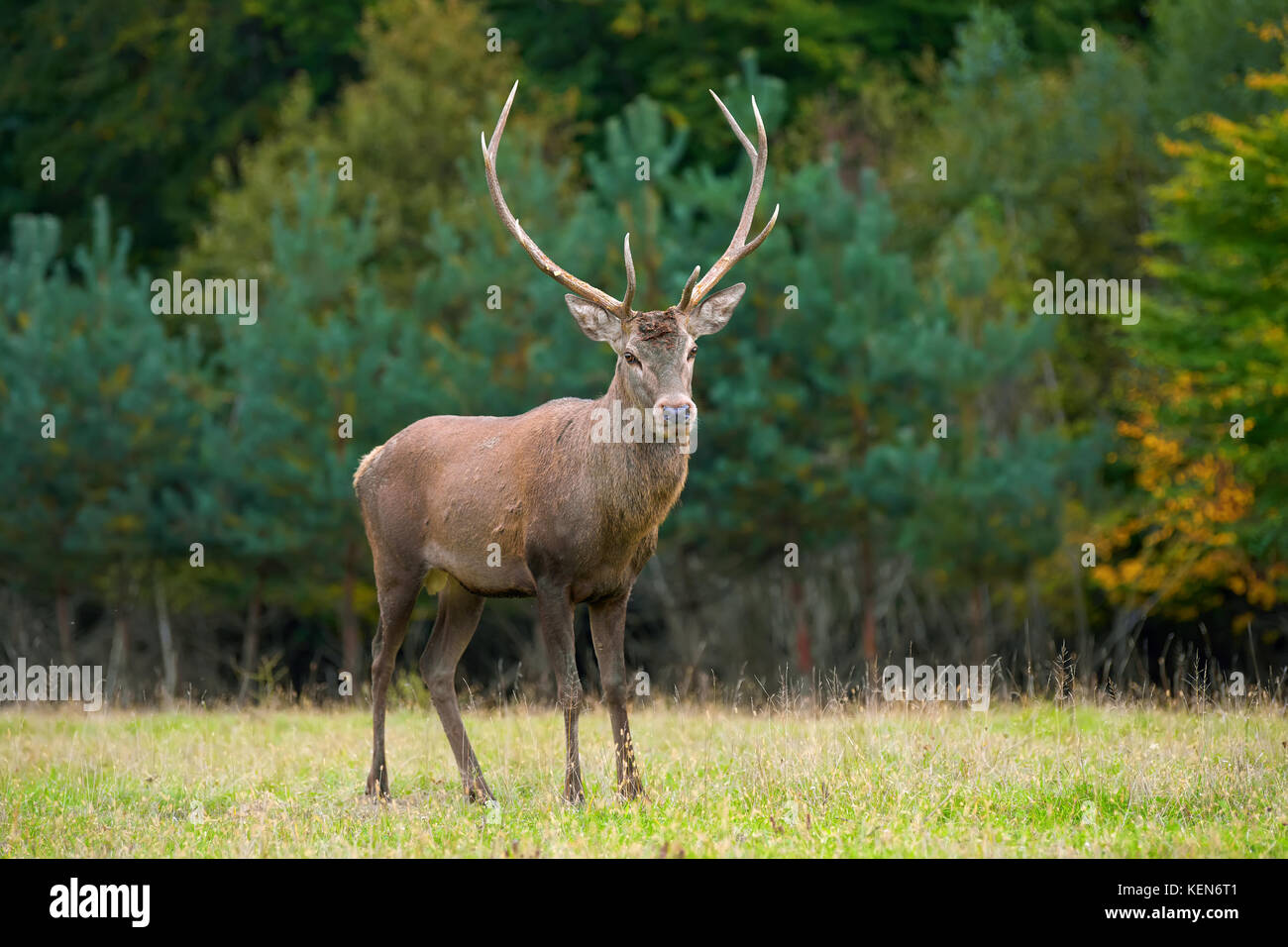 Portrait of majestic powerful adult red deer stag in the natural ...