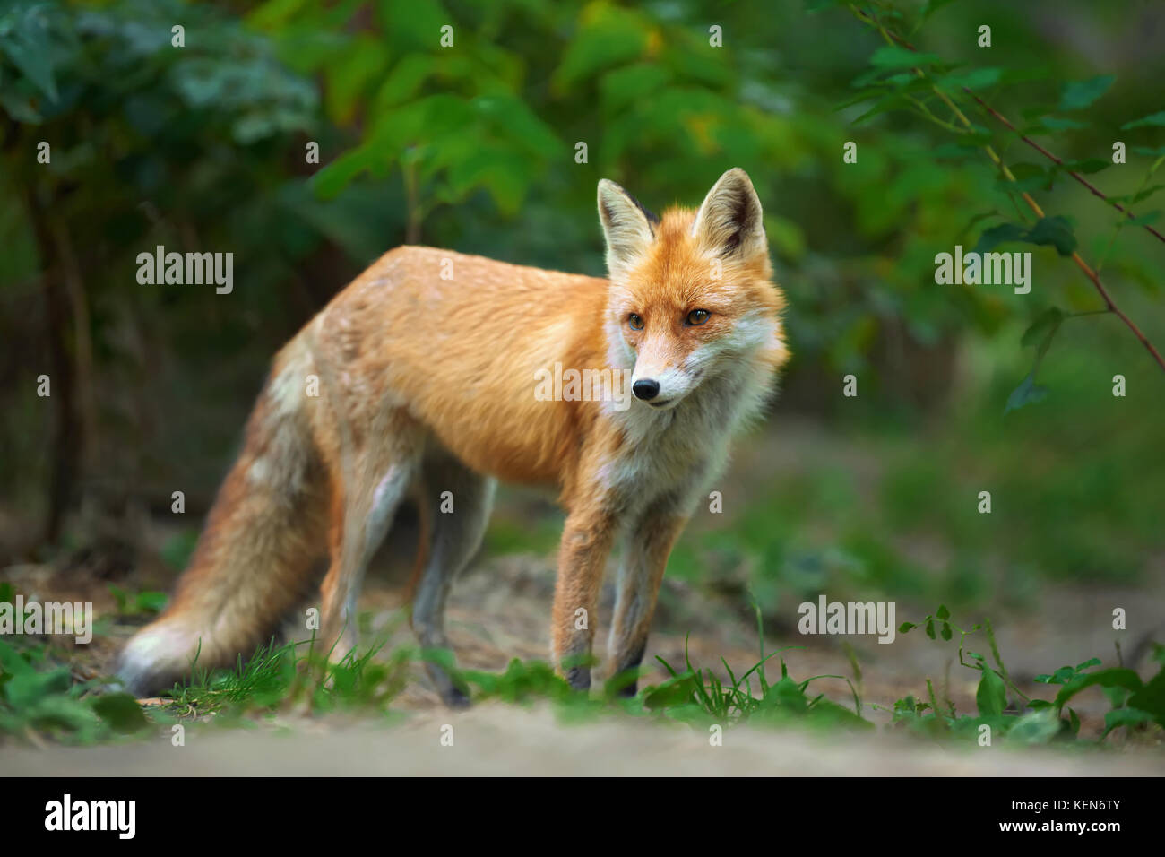 Portrait of a red fox (Vulpes vulpes) in the natural environment Stock Photo - Alamy