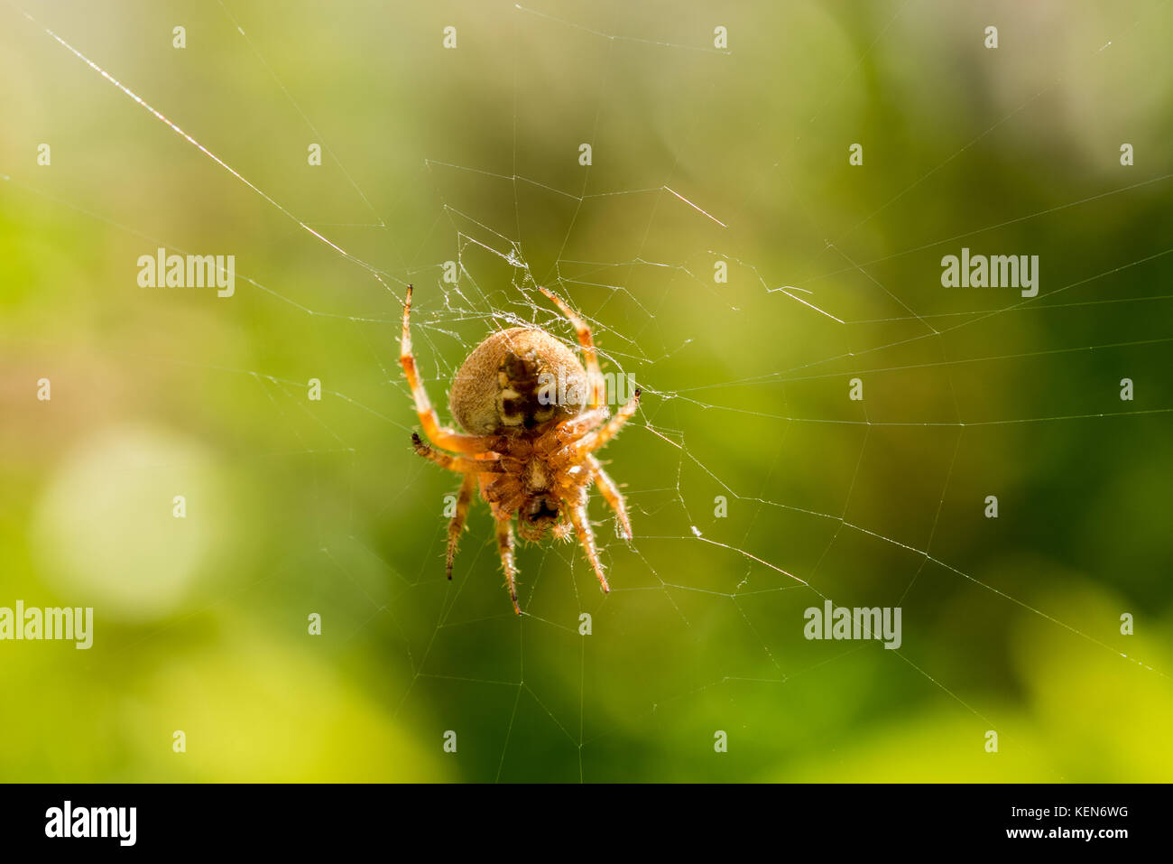 Garden spider isolated europe hi-res stock photography and images - Alamy