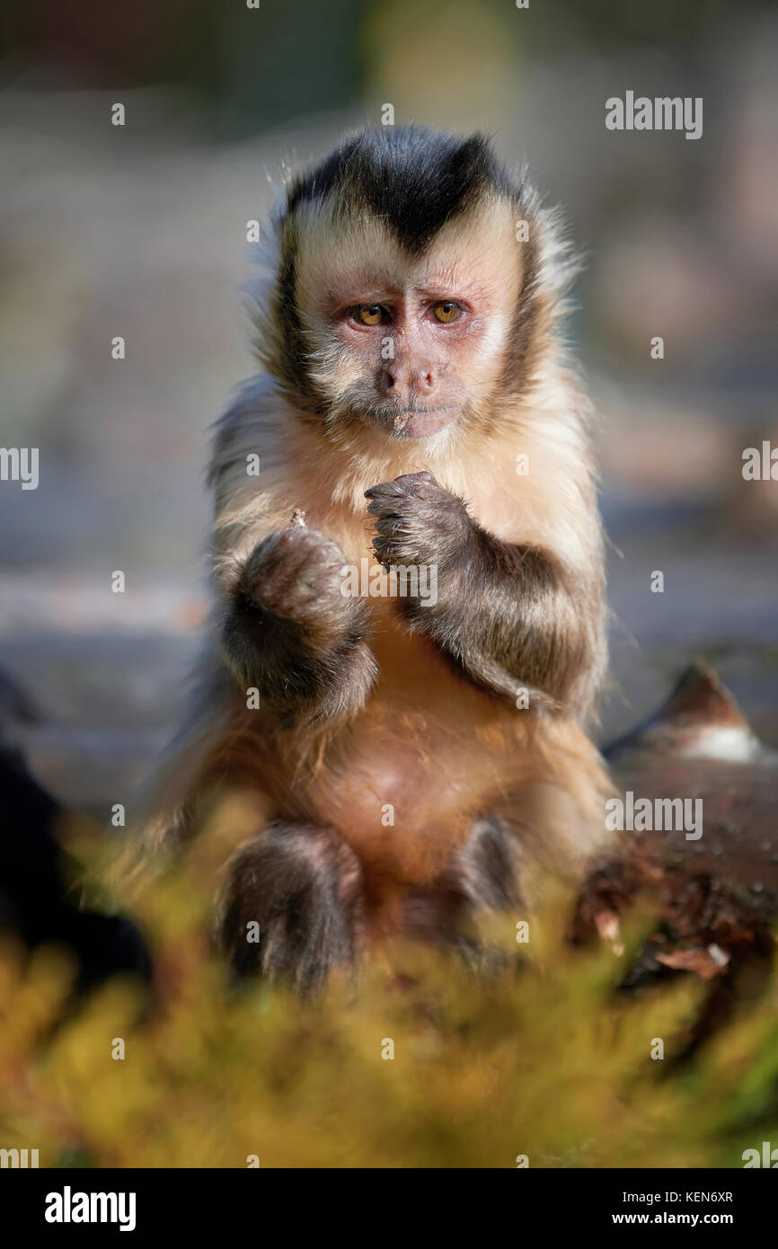 Capuchin monkey. Capucinus in green tropic vegetation. Animal in the ...
