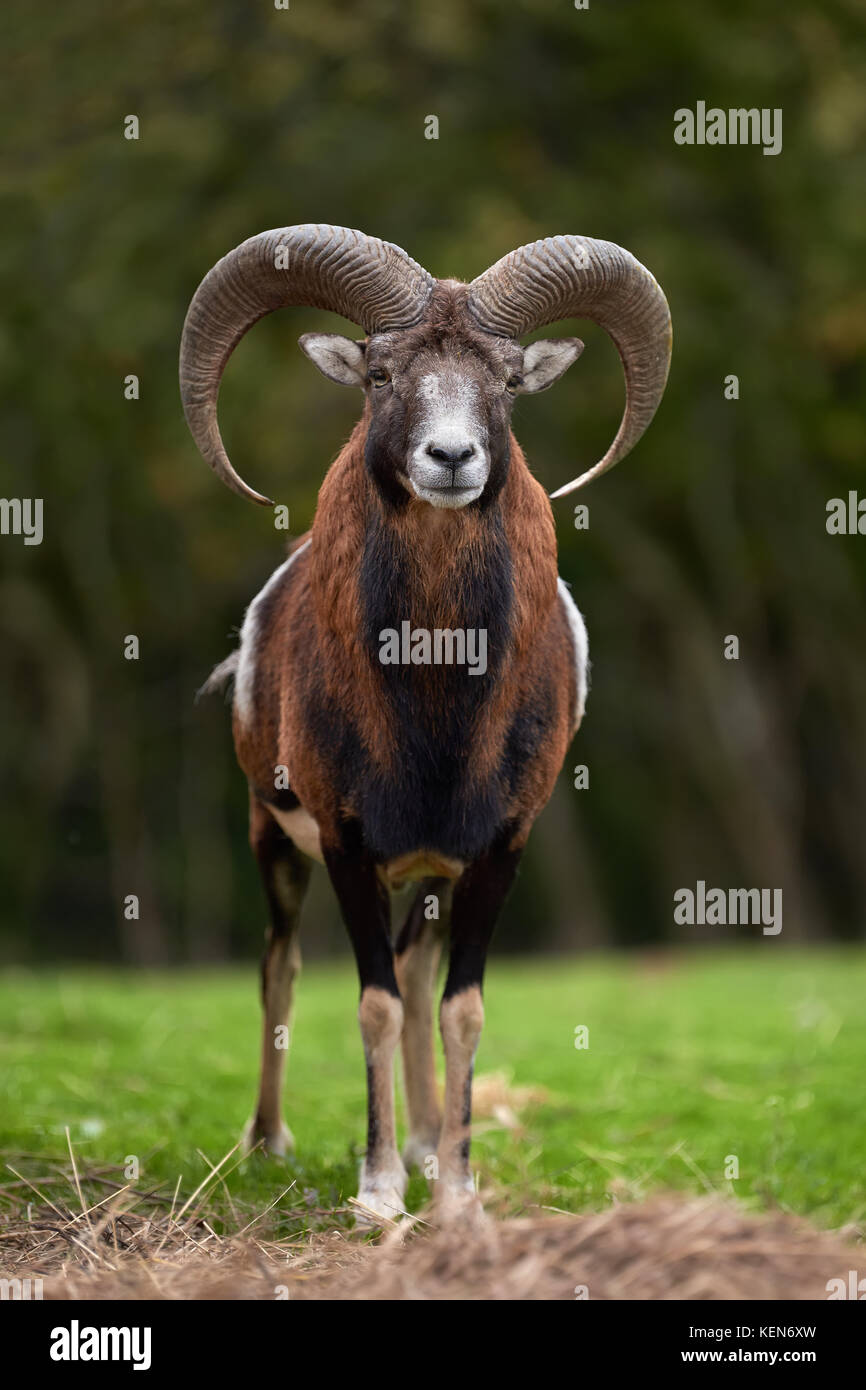 Big european moufflon in the nature habitat Stock Photo - Alamy