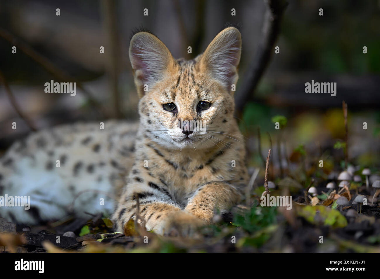 African serval cat hi-res stock photography and images - Alamy