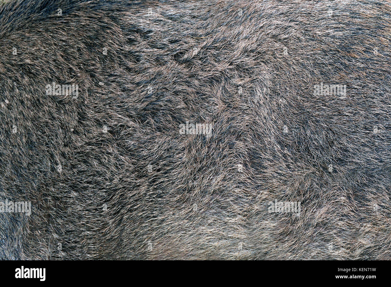 Texture skin wild boar background hi-res stock photography and images ...