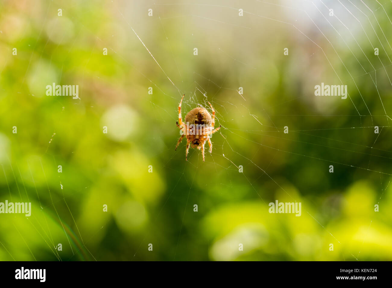 Pretty spiderweb hi-res stock photography and images - Alamy