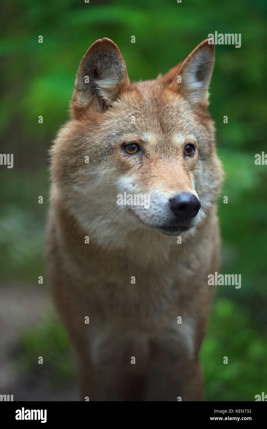 Timber wolf hunting in the forest Stock Photo - Alamy