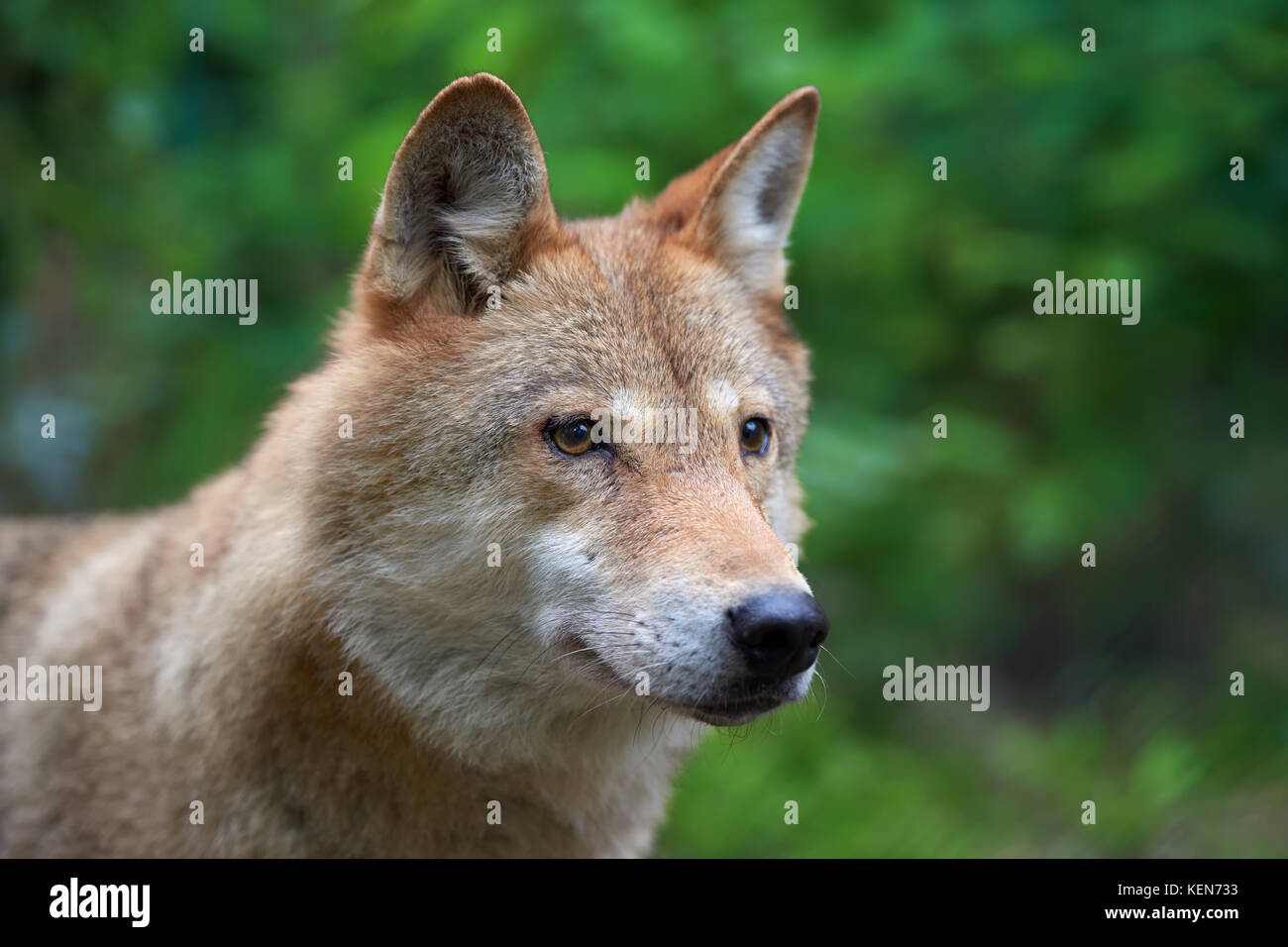 Timber wolf hunting in the forest Stock Photo - Alamy