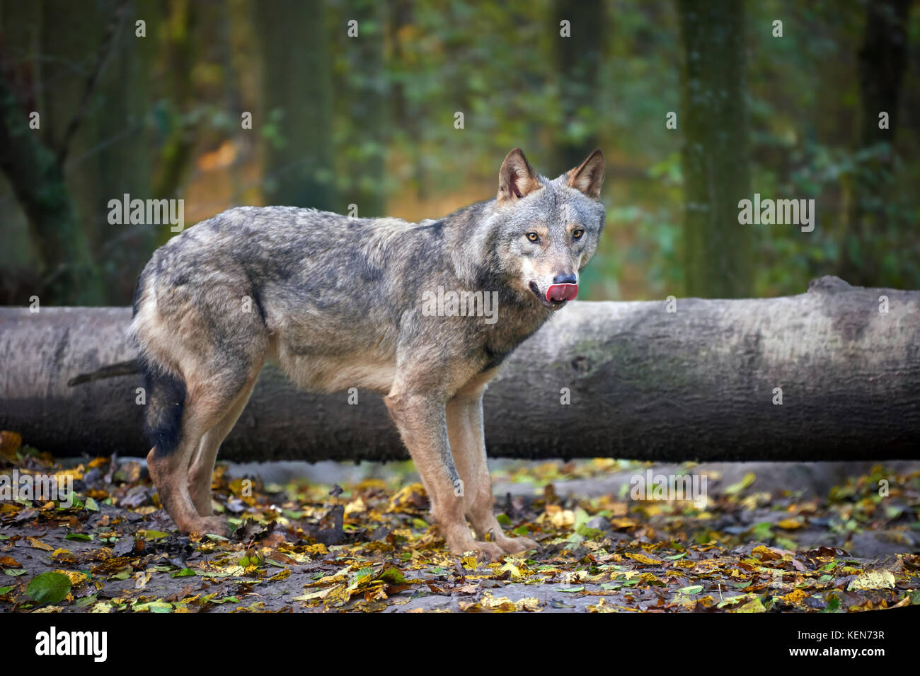 White timber wolf howling in hi-res stock photography and images - Alamy