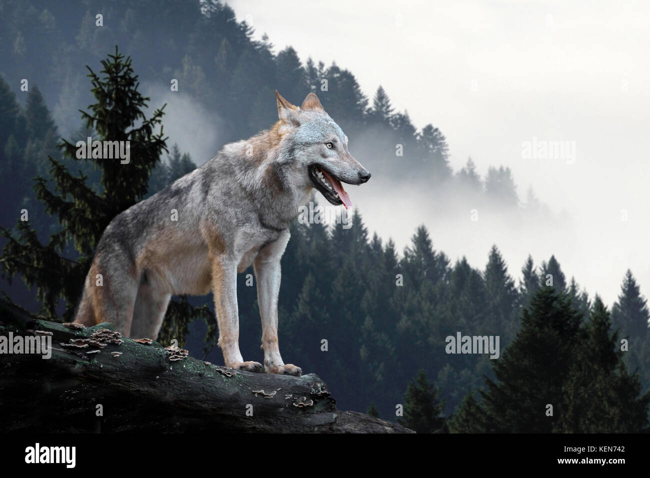 Timber wolf hunting in mountain Stock Photo - Alamy