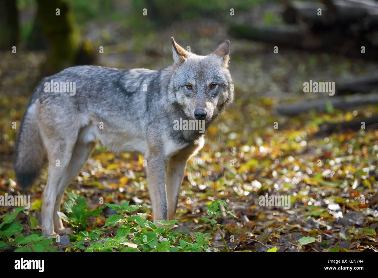 Timber wolf canis lupus howling hi-res stock photography and images - Alamy