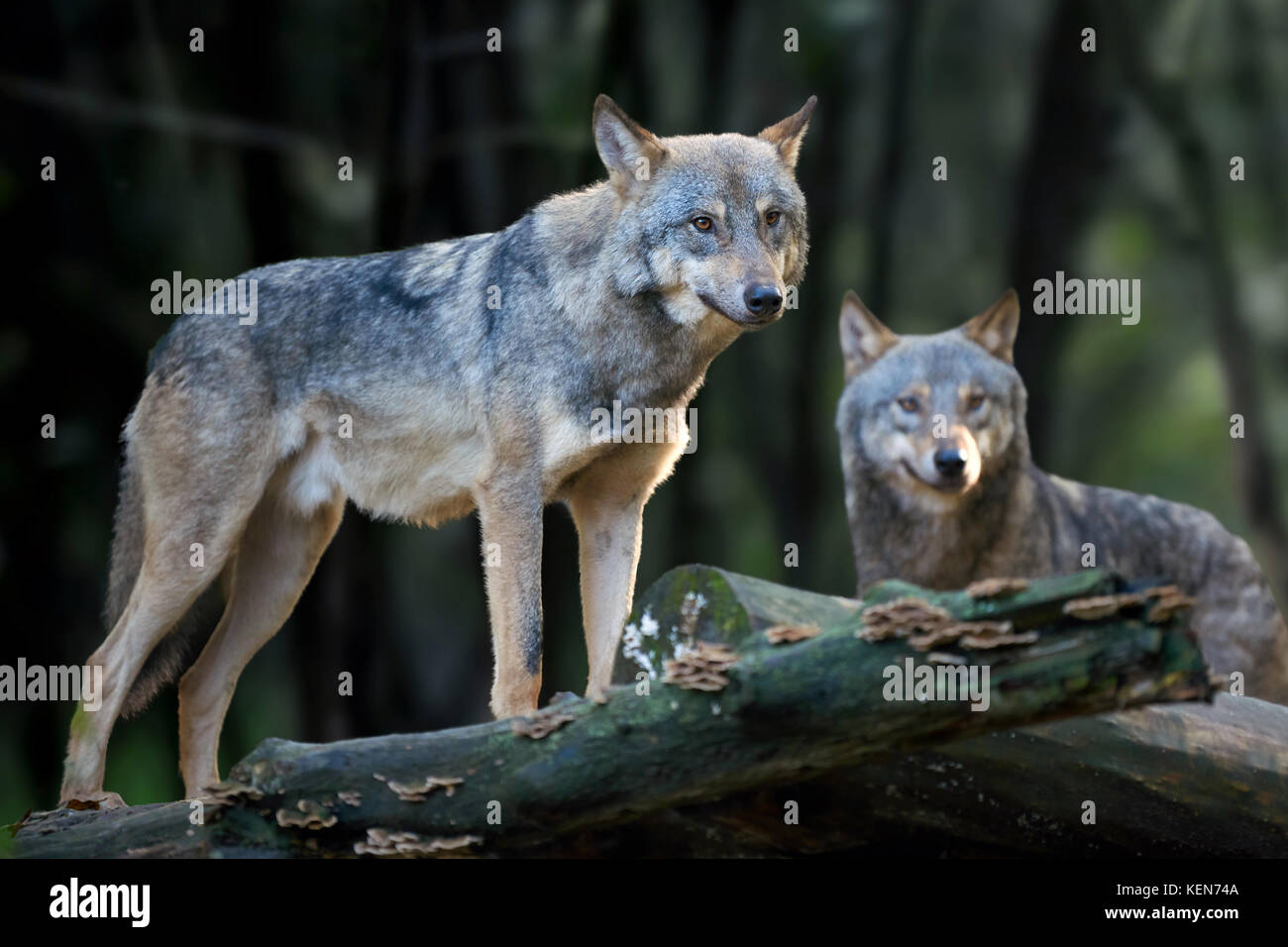 Timber wolf hunting in the forest Stock Photo - Alamy