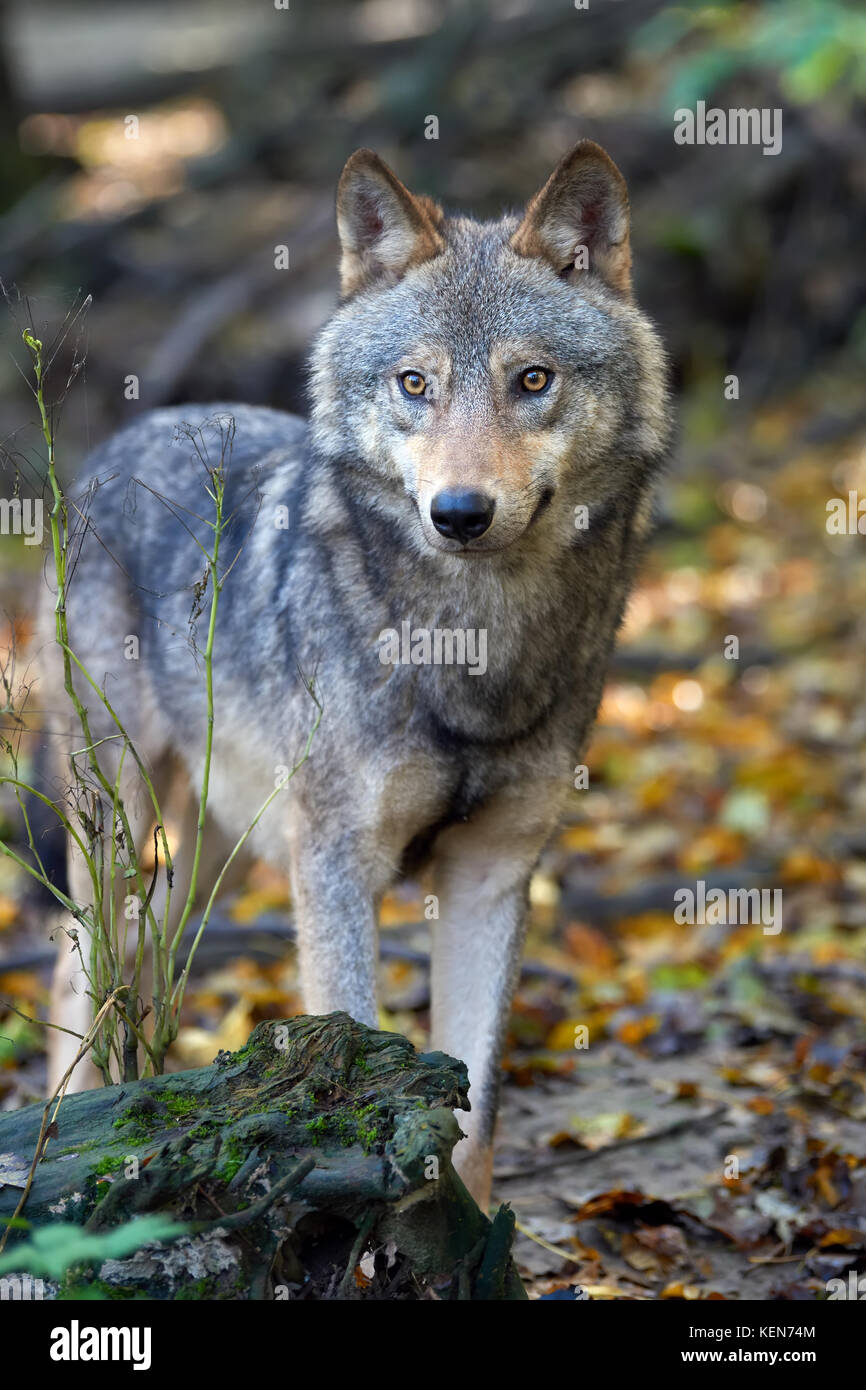 Timber wolf hunting in the forest Stock Photo - Alamy