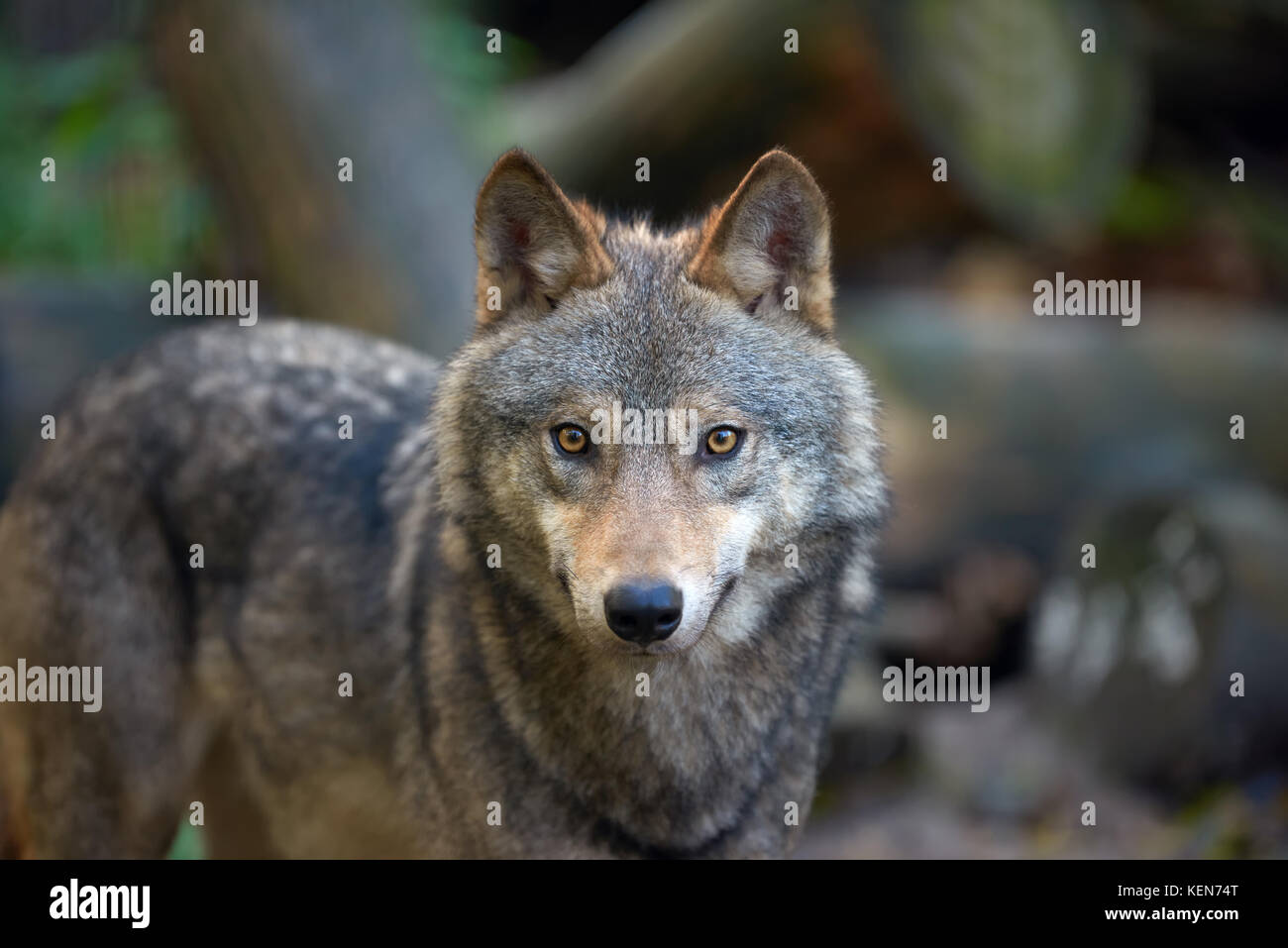 Timber wolf hunting in the forest Stock Photo - Alamy