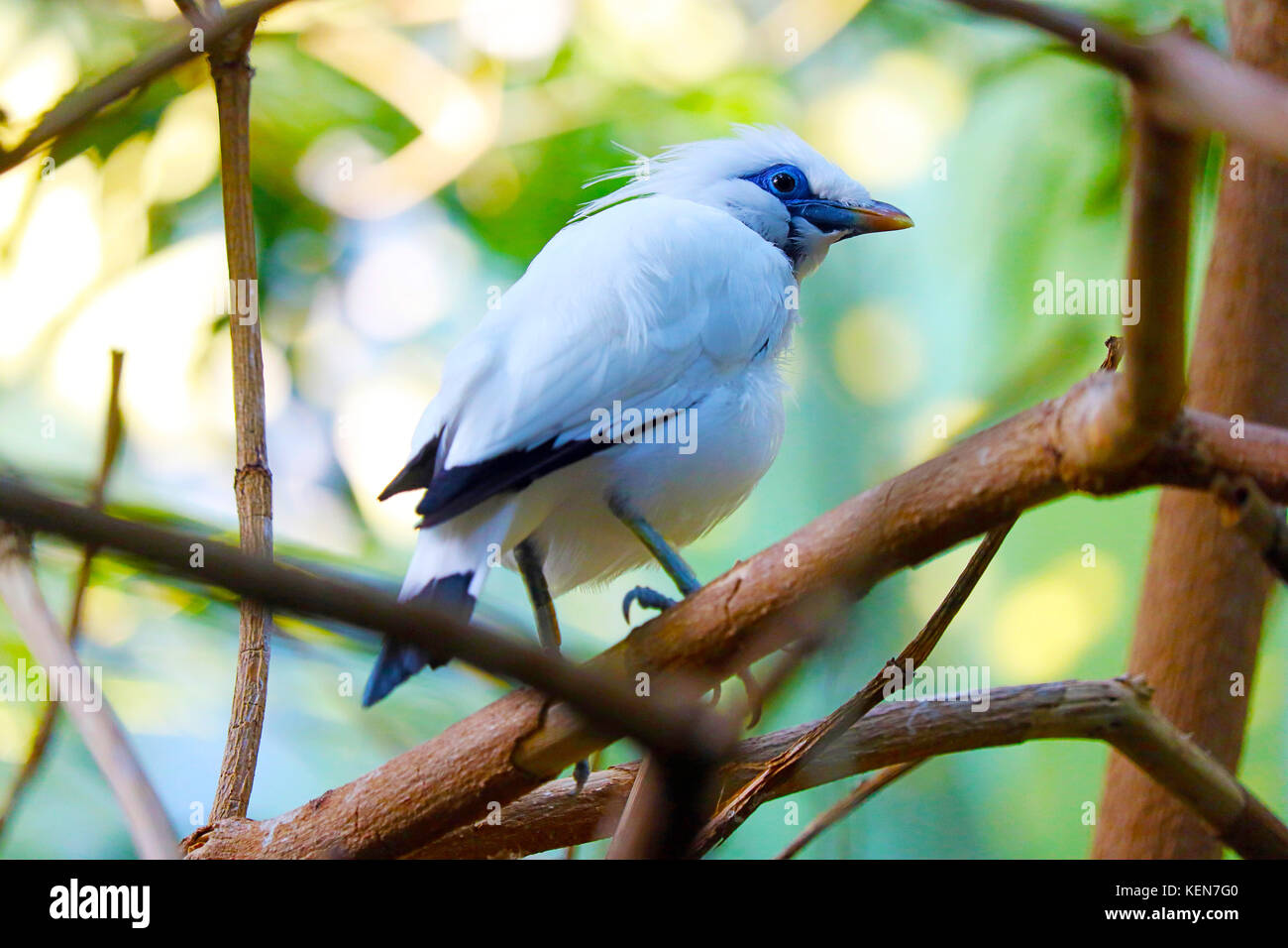 Critically endangered white bali myna starling bird leucopsar ...