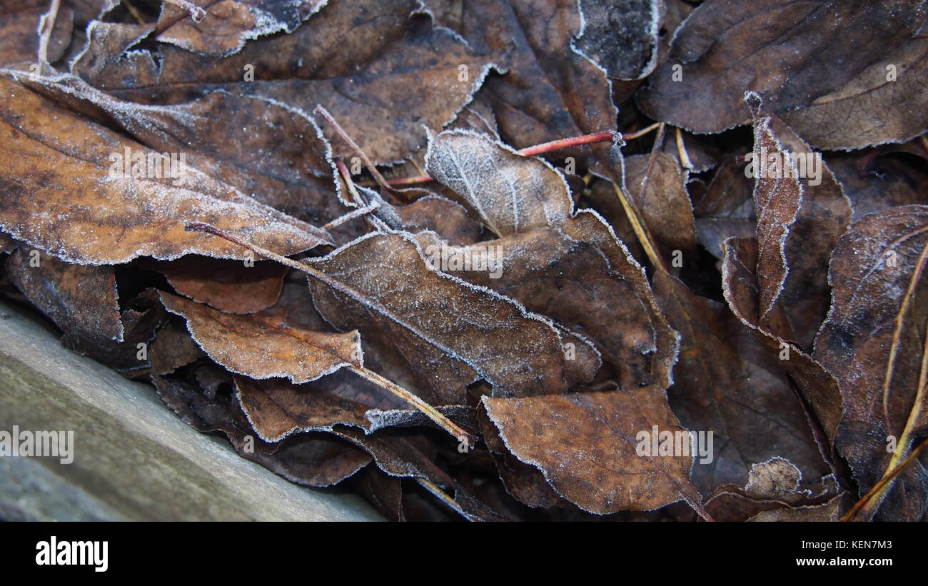 Autumn fallen leaves covered with frost lying on the ground. The first ...
