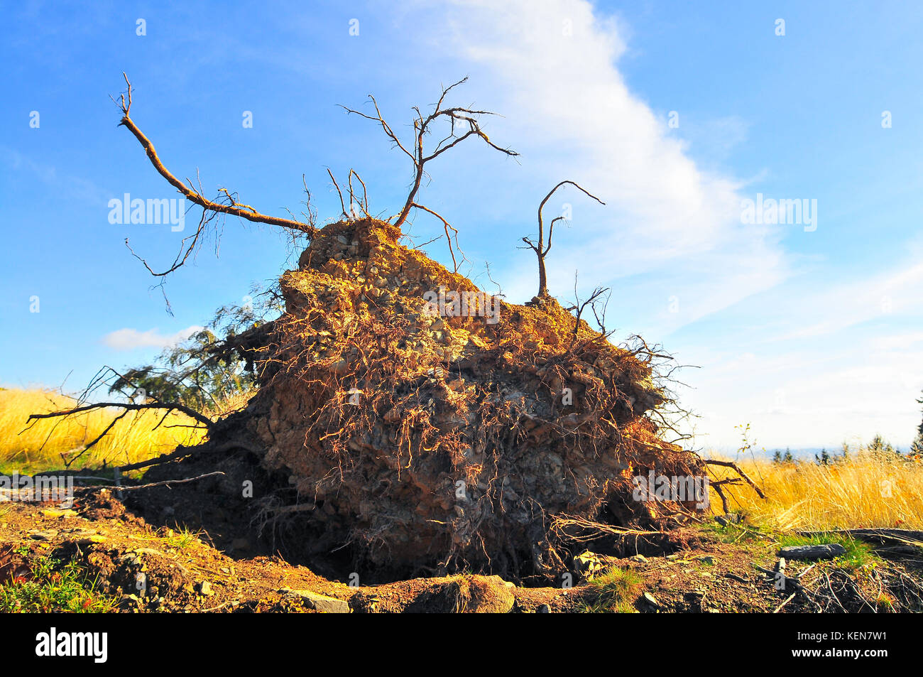 The roots of the overturned tree, Wind damage Stock Photo - Alamy