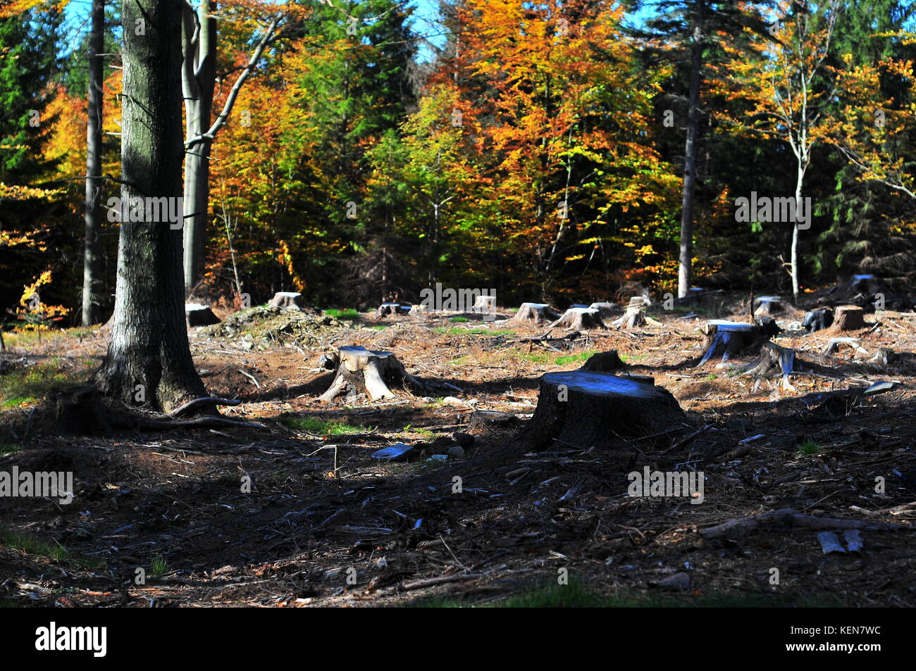 Tree felling autumn hi-res stock photography and images - Alamy