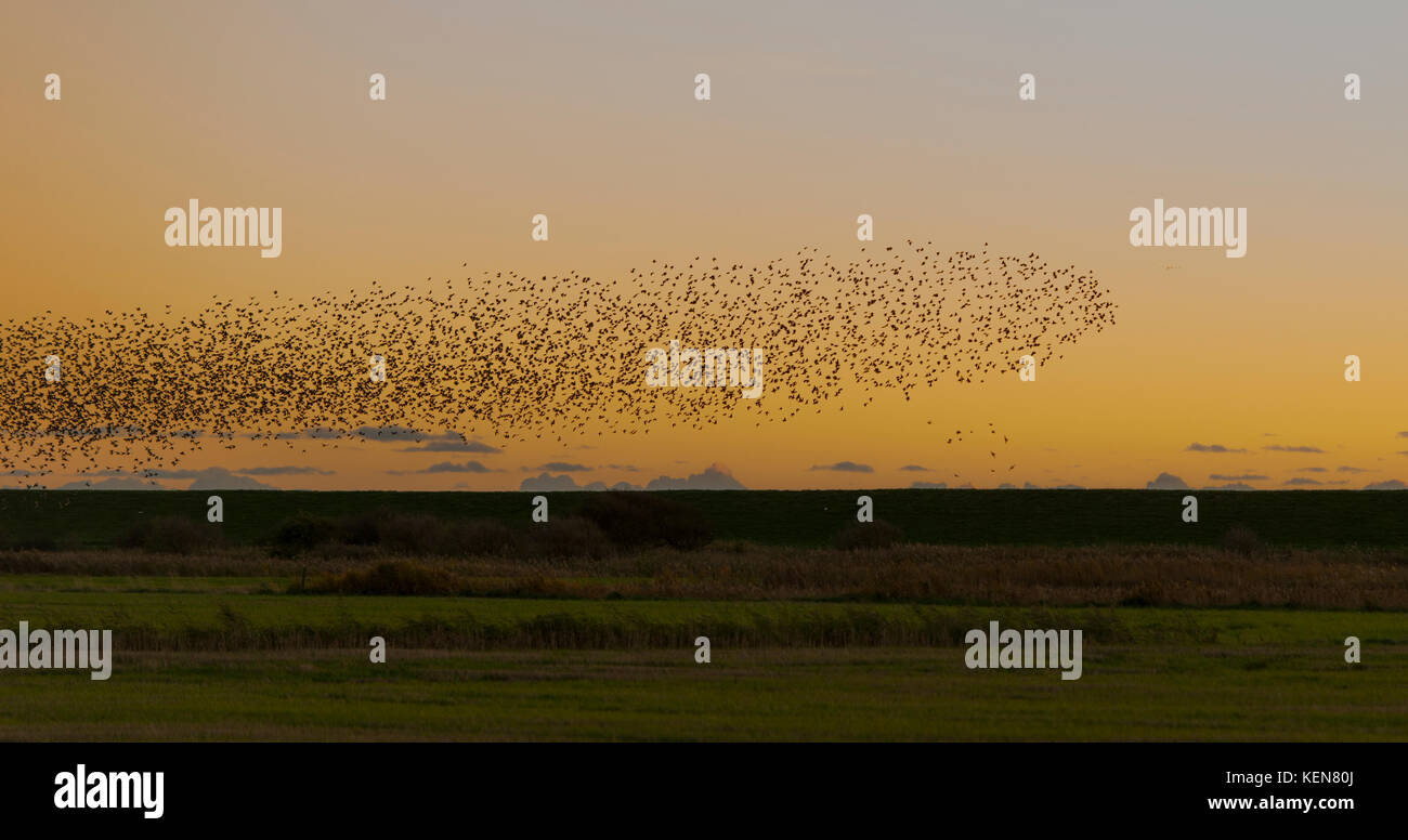 During the autumn migration from northern Europe thousands of starlings ...